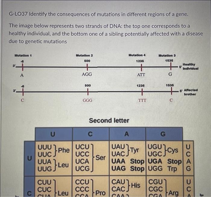 Solved G-LO37 Identify the consequences of mutations in | Chegg.com