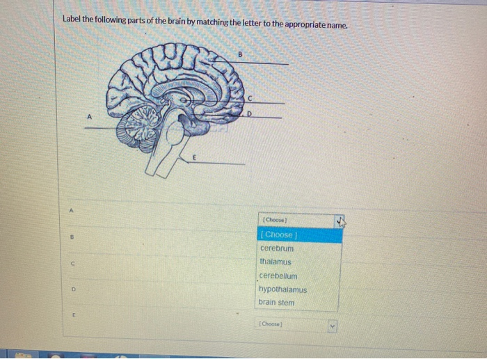 Solved Label the following parts of the brain by matching | Chegg.com