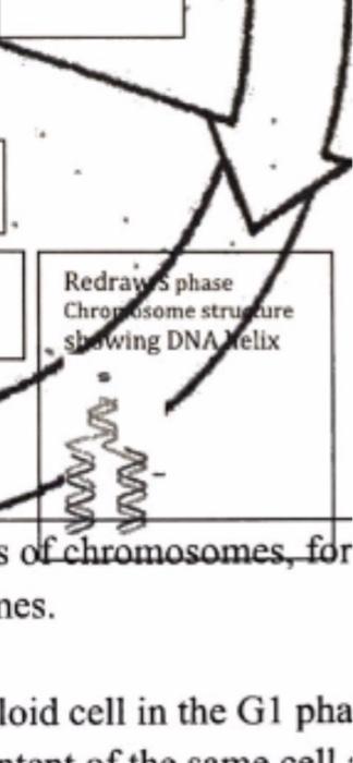loid cell in the G1 pha | Chegg.com