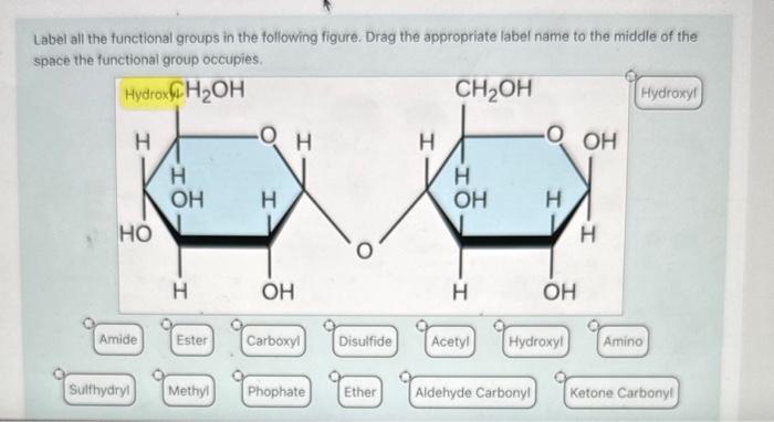 Solved Label all the functional groups in the following | Chegg.com