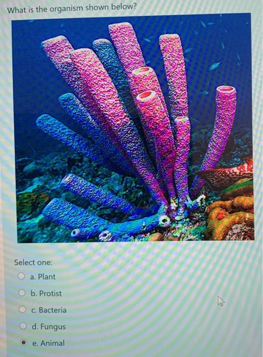Solved What Is The Organism Shown Below Select One A 
