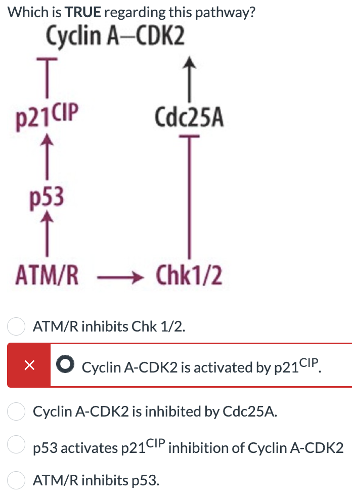 Solved Which is TRUE regarding this pathway?Cyclin | Chegg.com