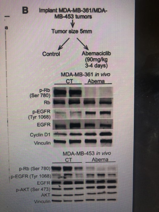 Solved B Implant MDA-MB-361/MDA- MB-453 tumors Tumor size | Chegg.com