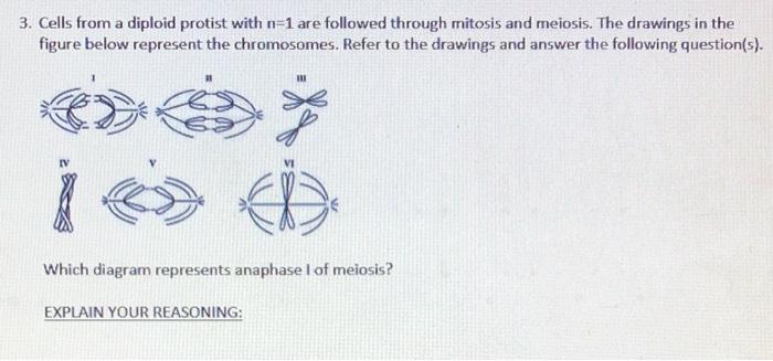 Solved a 3. Cells from a diploid protist with n=1 are | Chegg.com