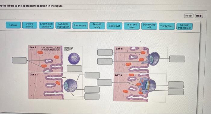 Solved Drag the labels to identify the stages of cleavage | Chegg.com