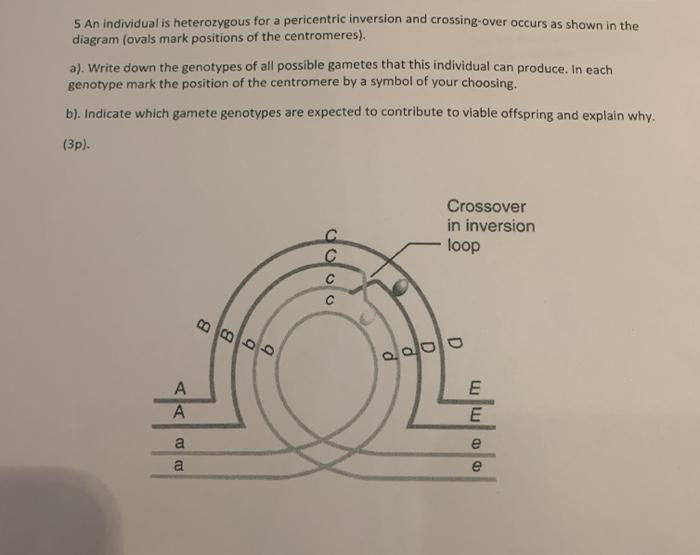 5 An individual is heterozygous for a paracentric | Chegg.com
