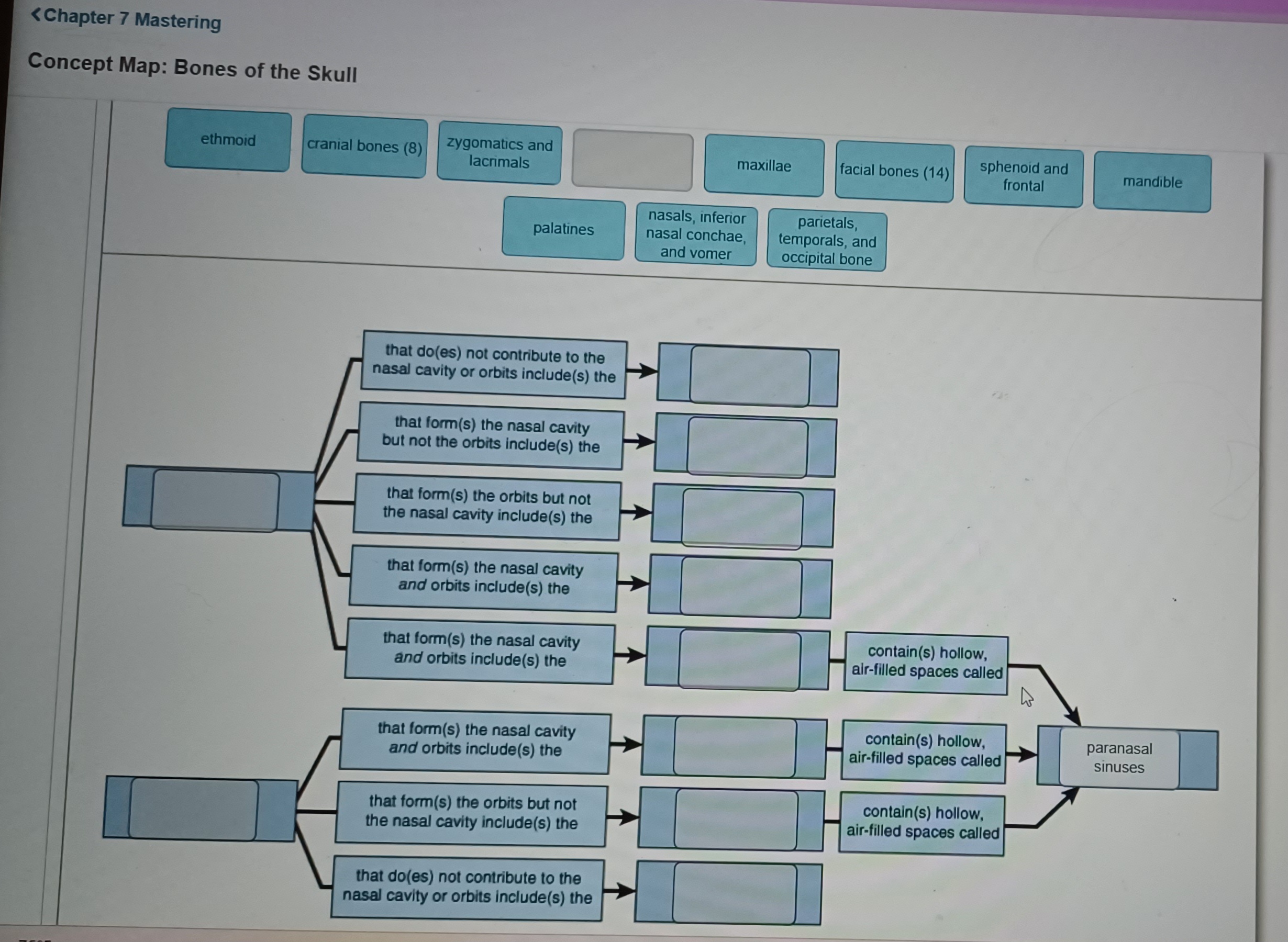 Solved Concept Map: Bones of the Skull | Chegg.com