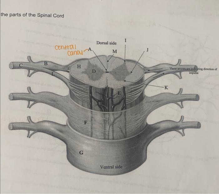 Solved the parts of the Spinal Cord | Chegg.com