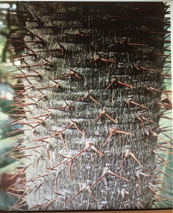 Solved . Next to Sequoia Hall are the Sac State greenhouses. | Chegg.com