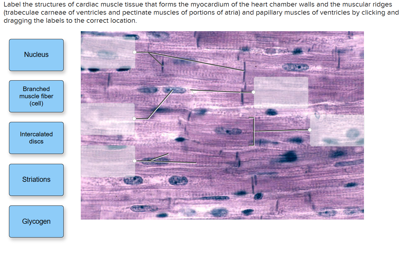 Solved Label the structures of cardiac muscle tissue that | Chegg.com