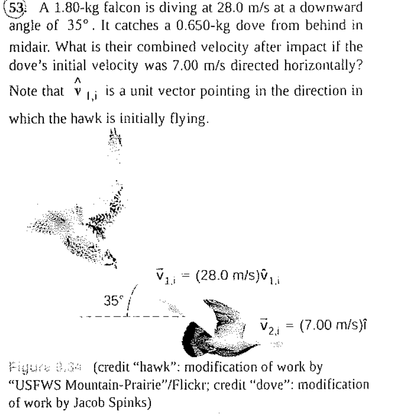 Solved 53. ﻿﻿A 1.80-kg ﻿﻿falcon is diving at 28.0ms ﻿﻿at a | Chegg.com