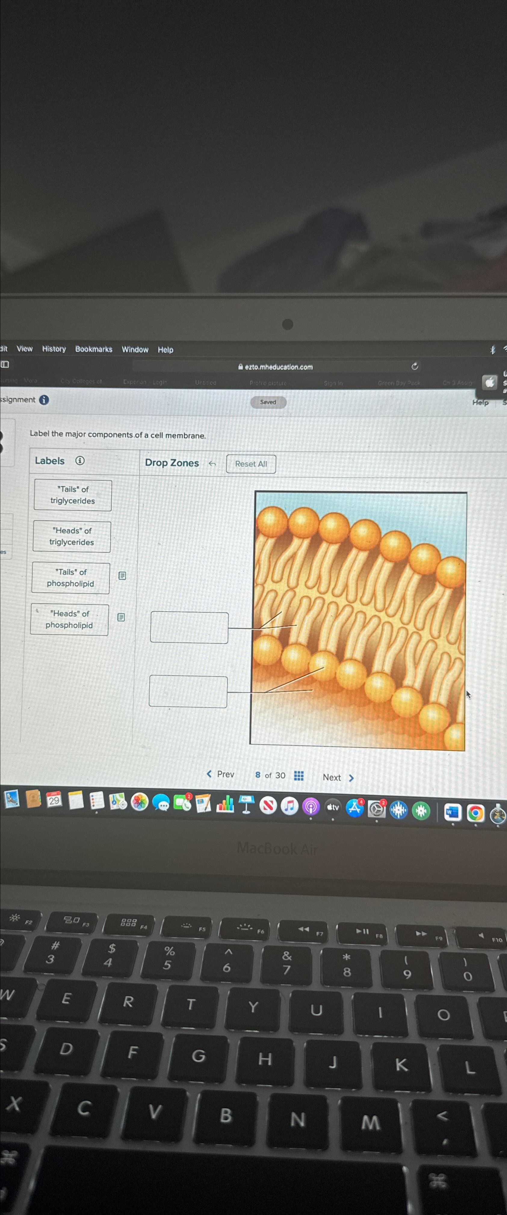Solved Label the major components of a cell membrane.