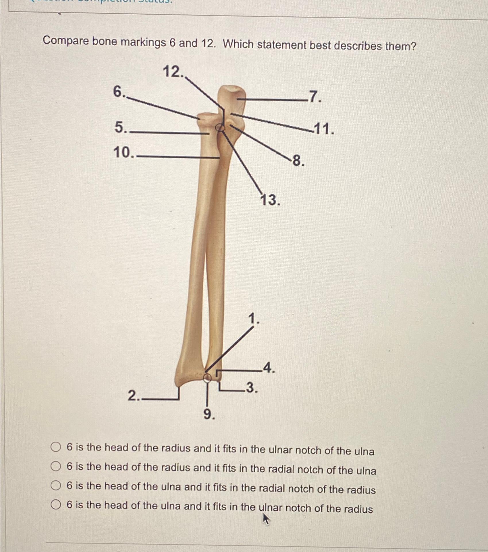 Solved Compare bone markings 6 ﻿and 12. ﻿Which statement | Chegg.com