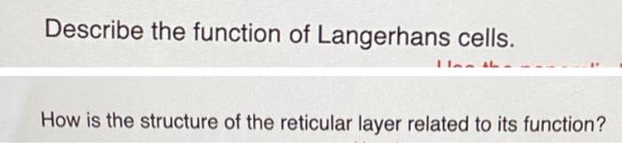 Solved Describe the function of Langerhans cells. How is the | Chegg.com