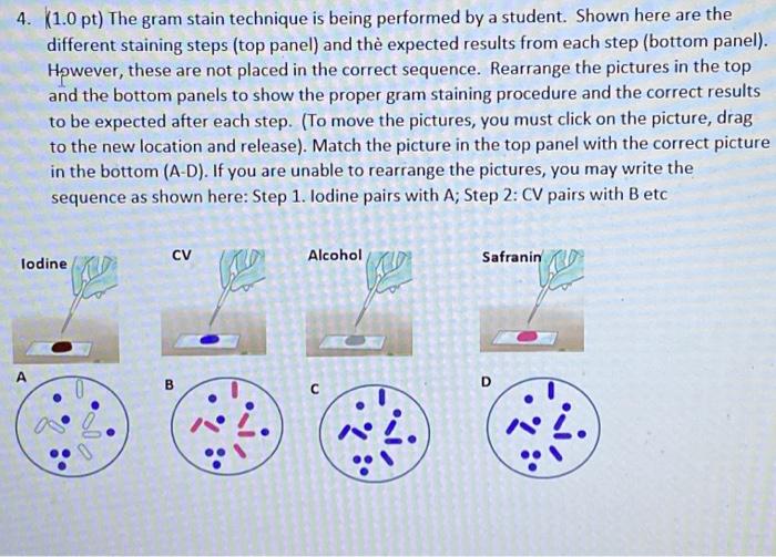 Solved The gram stain technique is being performed by a | Chegg.com