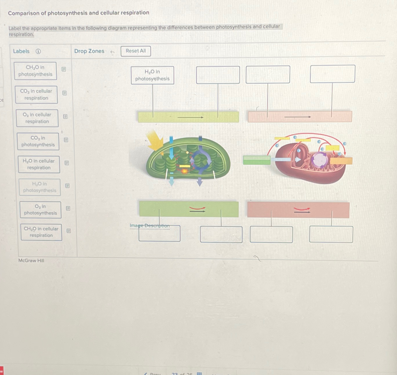 Solved Comparison of photosynthesis and cellular | Chegg.com