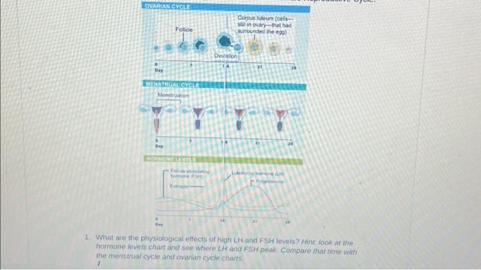 Solved OVARIAN CYCLE 10 Day Follicle MENSTRUAL CYCLE | Chegg.com