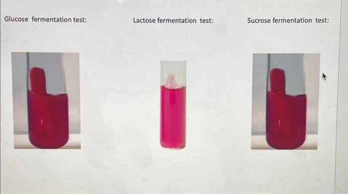 Solved Observation (Color of broth/Durham tube? Gas in | Chegg.com
