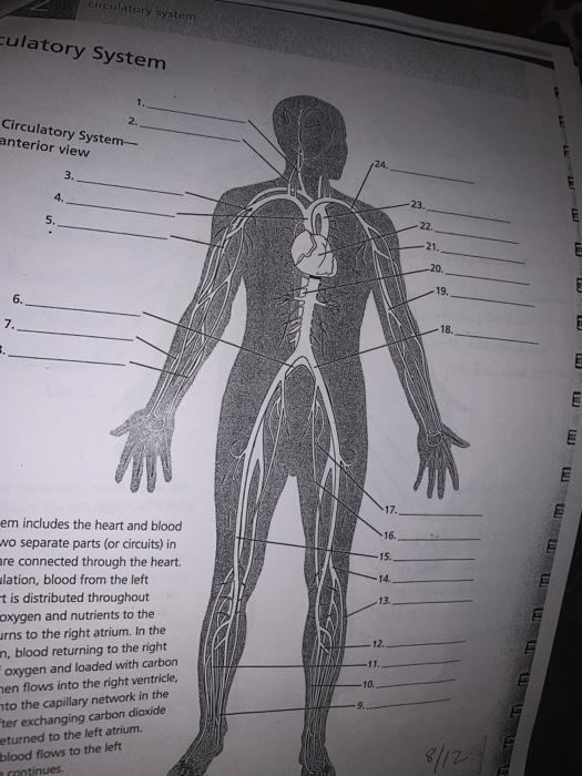 Solved Circulatory system Culatory System 2. Circulatory | Chegg.com