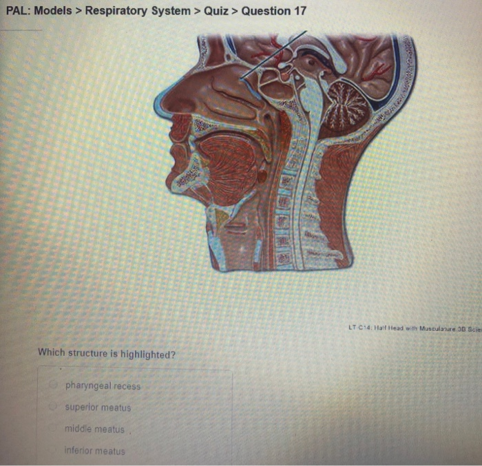 Solved: PAL: Models > Respiratory System > Quiz > Question... | Chegg.com