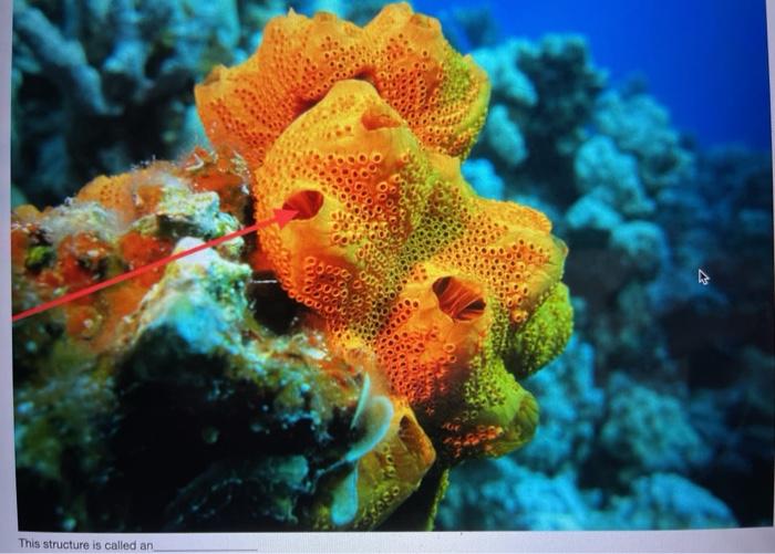 Solved This structure is called This structure is called | Chegg.com