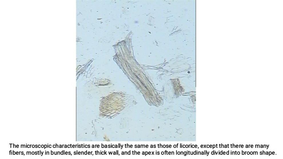 Solved draw The microscopical characteristic of Astragali | Chegg.com
