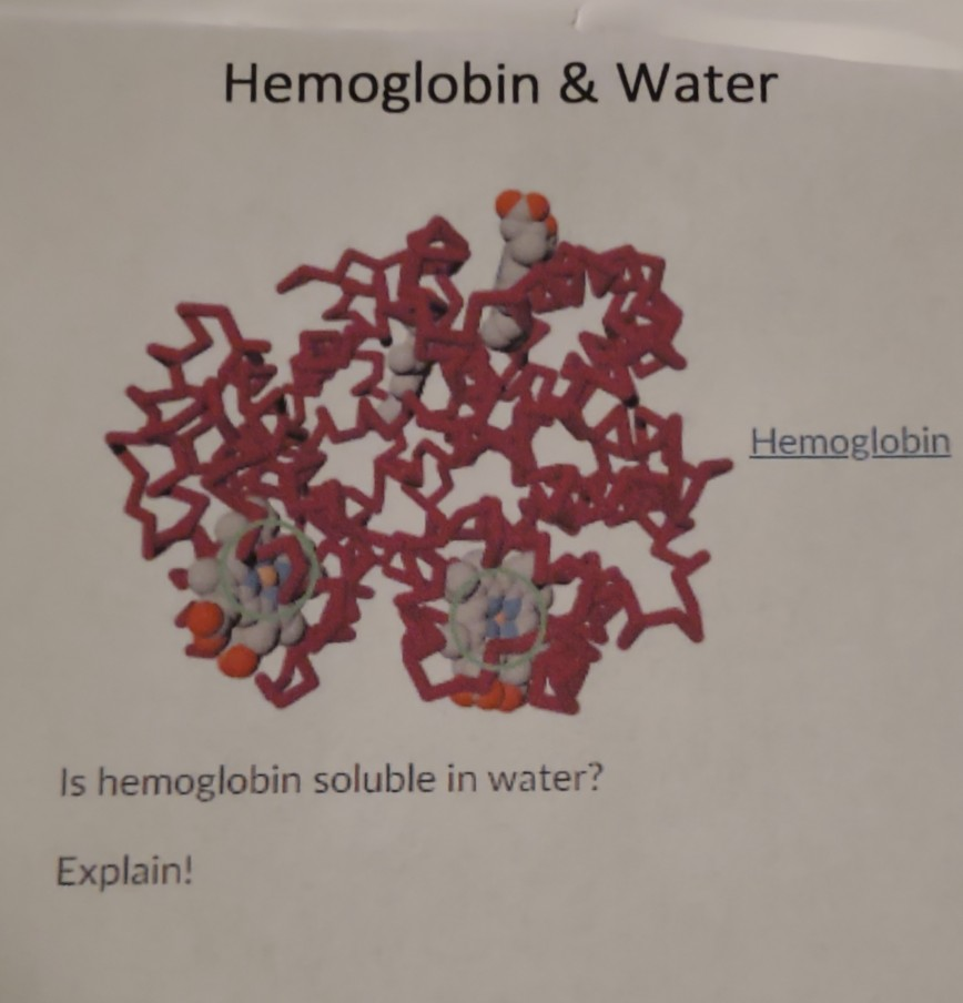 Solved Hemoglobin & Water Hemoglobin Is hemoglobin soluble | Chegg.com