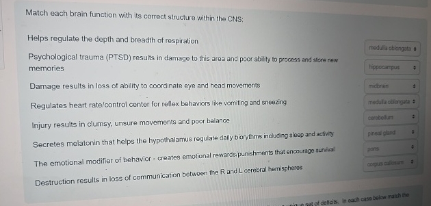 Solved Match each brain function with its correct structure | Chegg.com