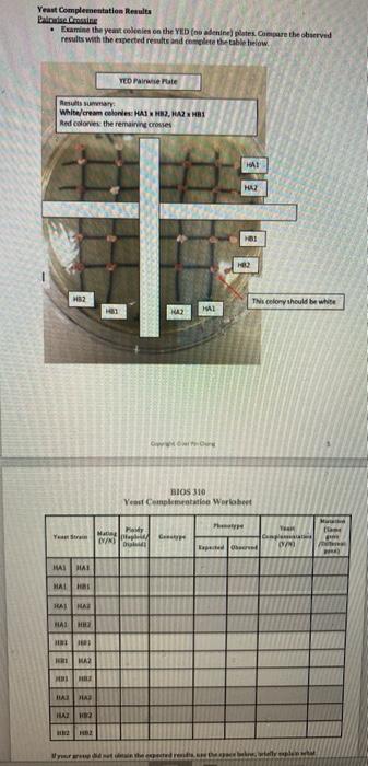 Yeast Complementation Results Paloma • Examine the | Chegg.com