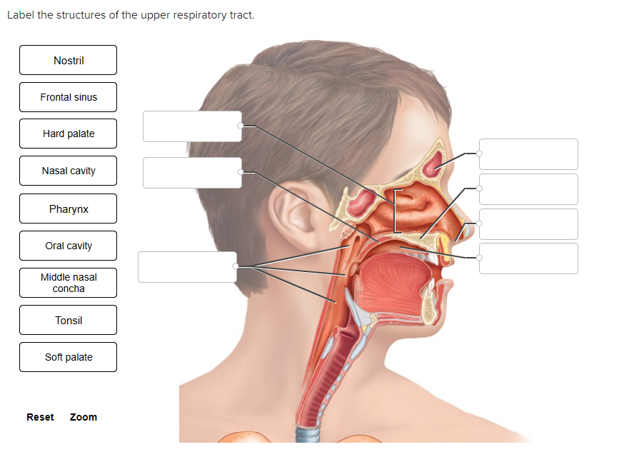 Label the structures of the upper respiratory tract. | Chegg.com