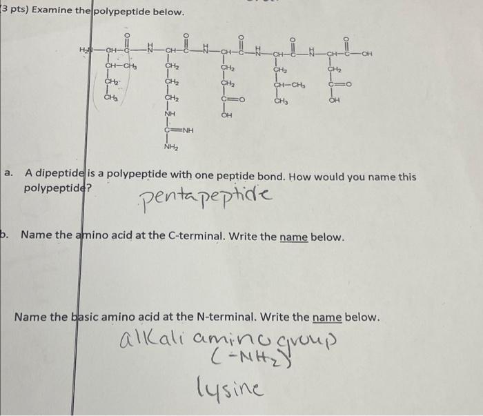 Solved (3 pts) Examine the polypeptide below. a. H₂-CH-C | Chegg.com