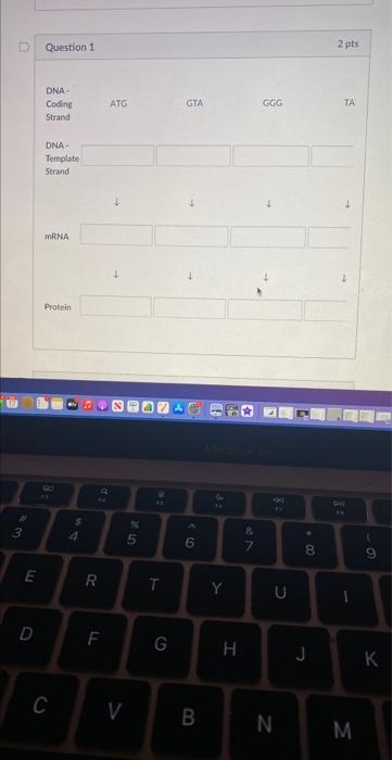 Solved Question 1 DNA- Coding ATG 5trand DNA- Template | Chegg.com