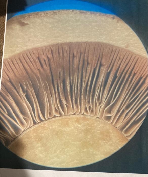 Solved This is a mushroom underneath a dissecting | Chegg.com