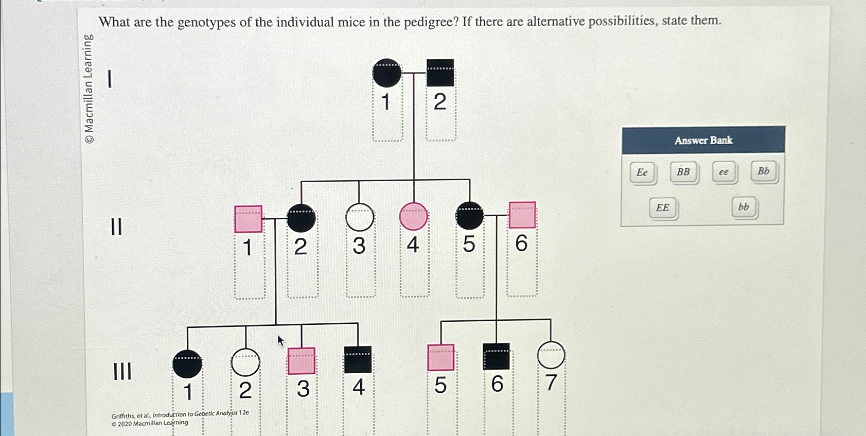 Solved What are the genotypes of the individual mice in the | Chegg.com