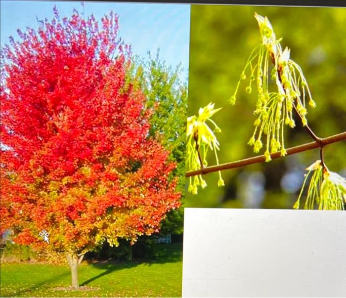 Solved Refer to powerpoint to answer the questions Give the | Chegg.com