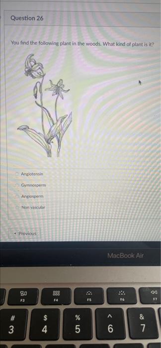 Solved Question 26 You find the following plant in the | Chegg.com