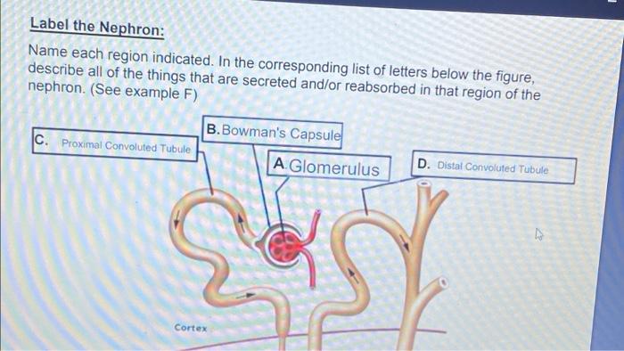 Solved Label the Nephron: Name each region indicated. In the | Chegg.com