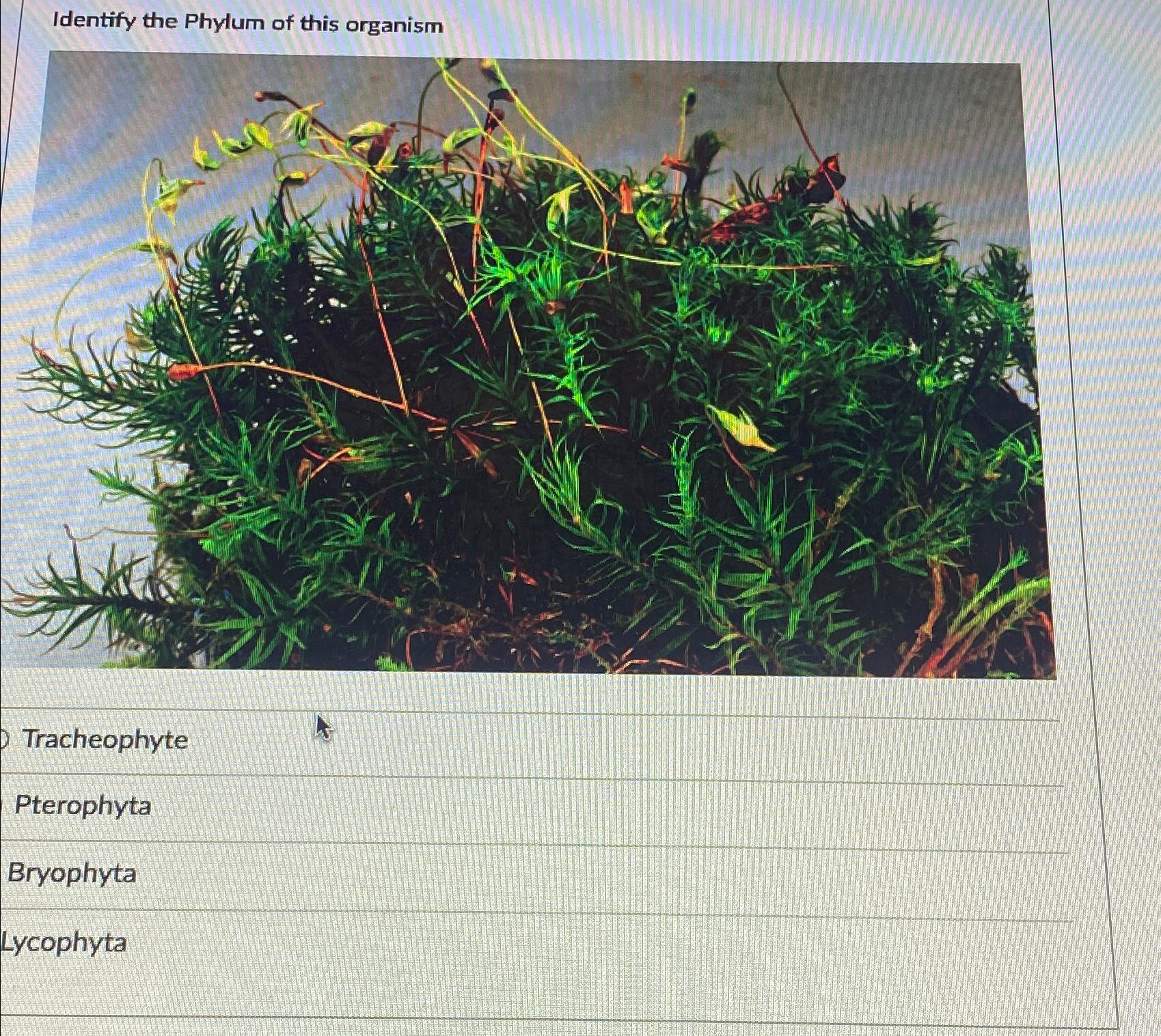 Solved Identify the Phylum of this | Chegg.com