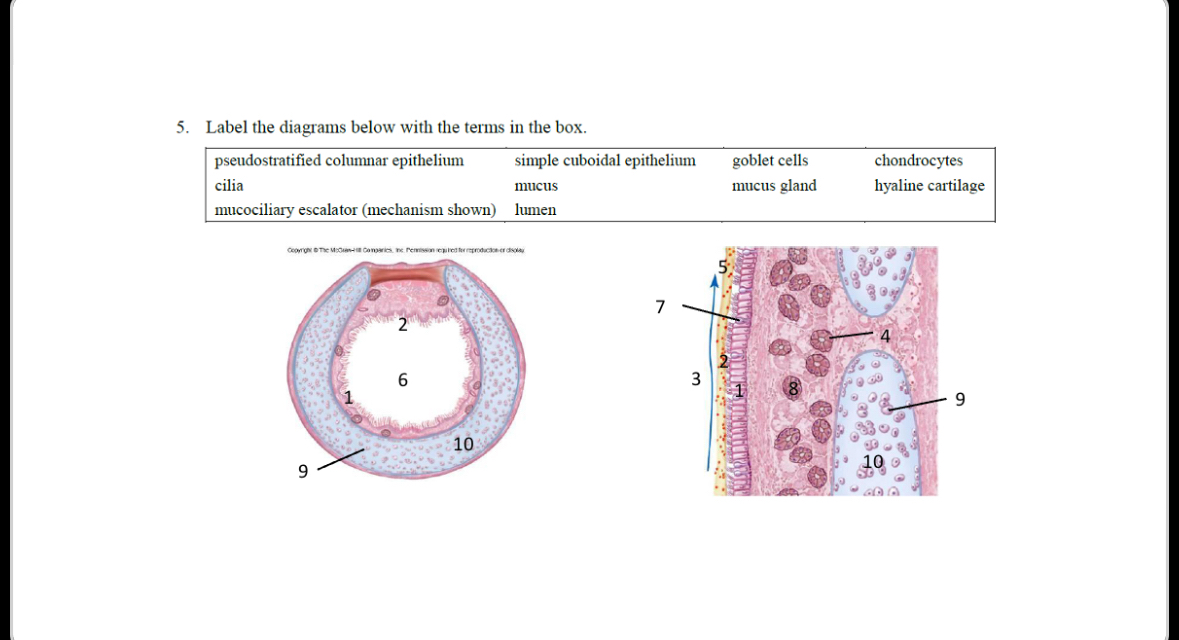 Solved Label the diagrams below with the terms in the box. | Chegg.com