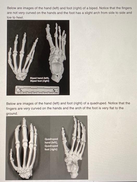 Below is an image of a hand. Does this hand belong to | Chegg.com