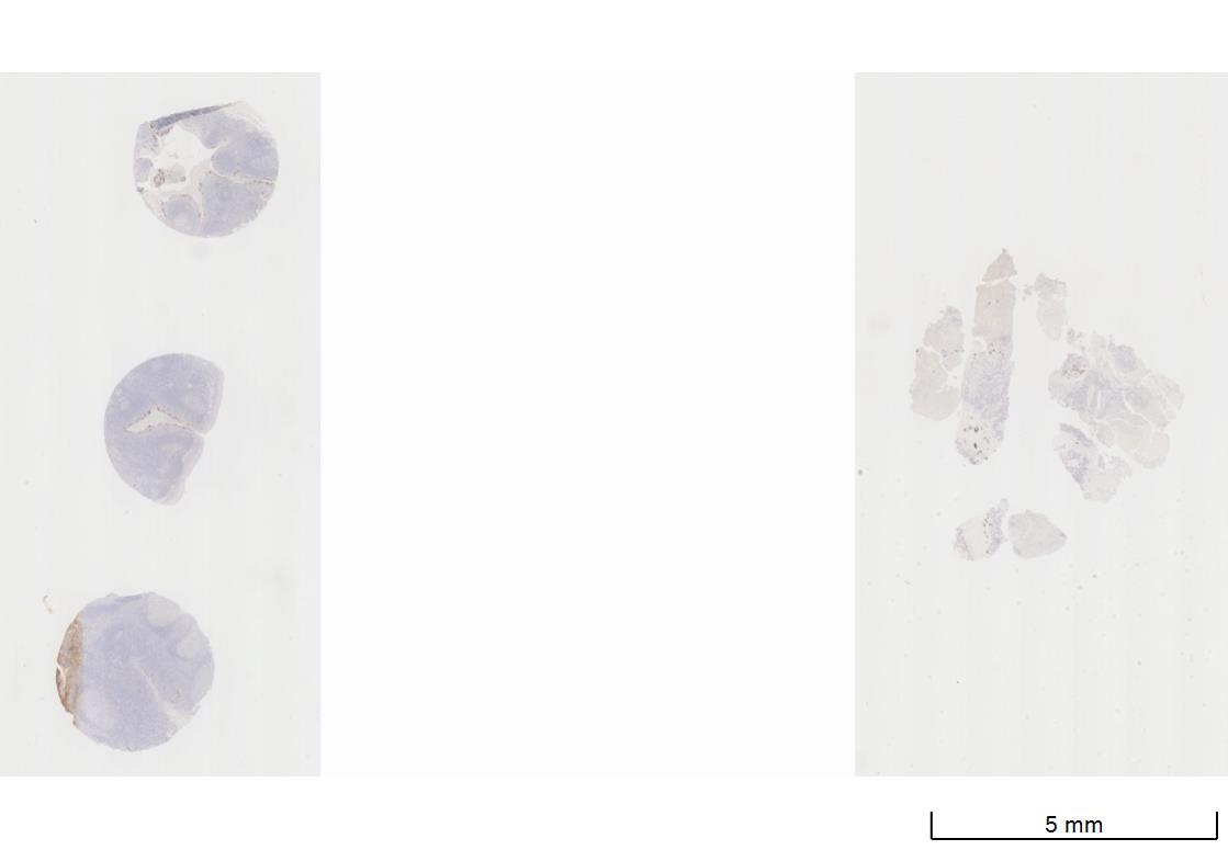 Solved Label histology diagram and explain how it what it | Chegg.com