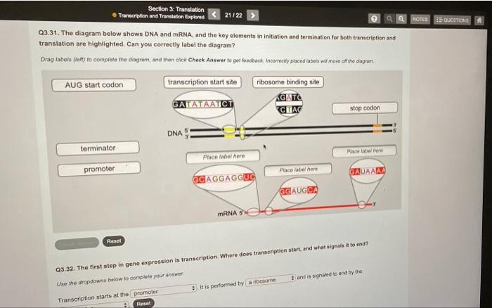 Solved Section 3: Translation Transcription and Translation | Chegg.com