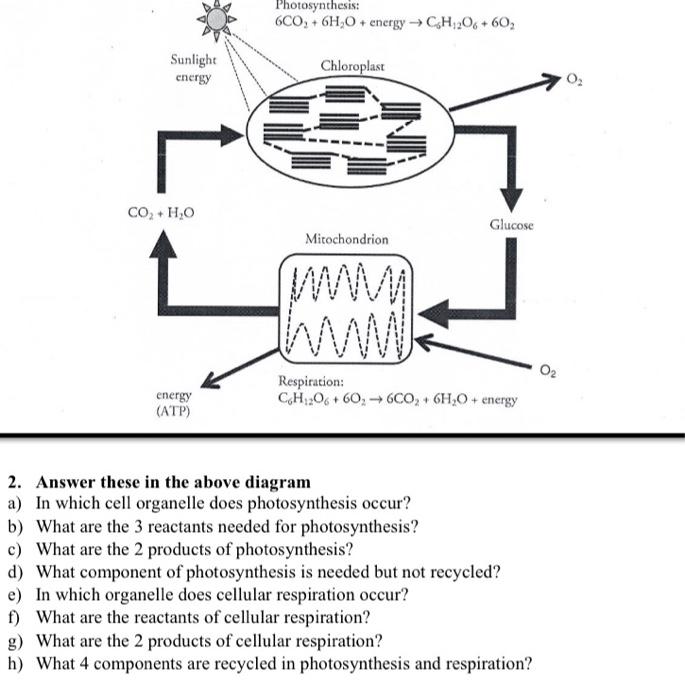 Photosynthesis And Cellular Respiration Diagram Worksheet
