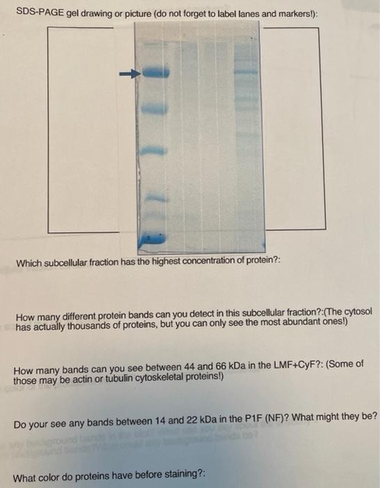 Solved SDS-PAGE gel drawing or picture (do not forget to | Chegg.com