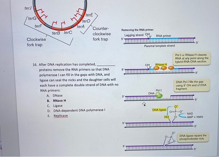 Solved 15. A protein called Tus binds at the Ter sites and | Chegg.com