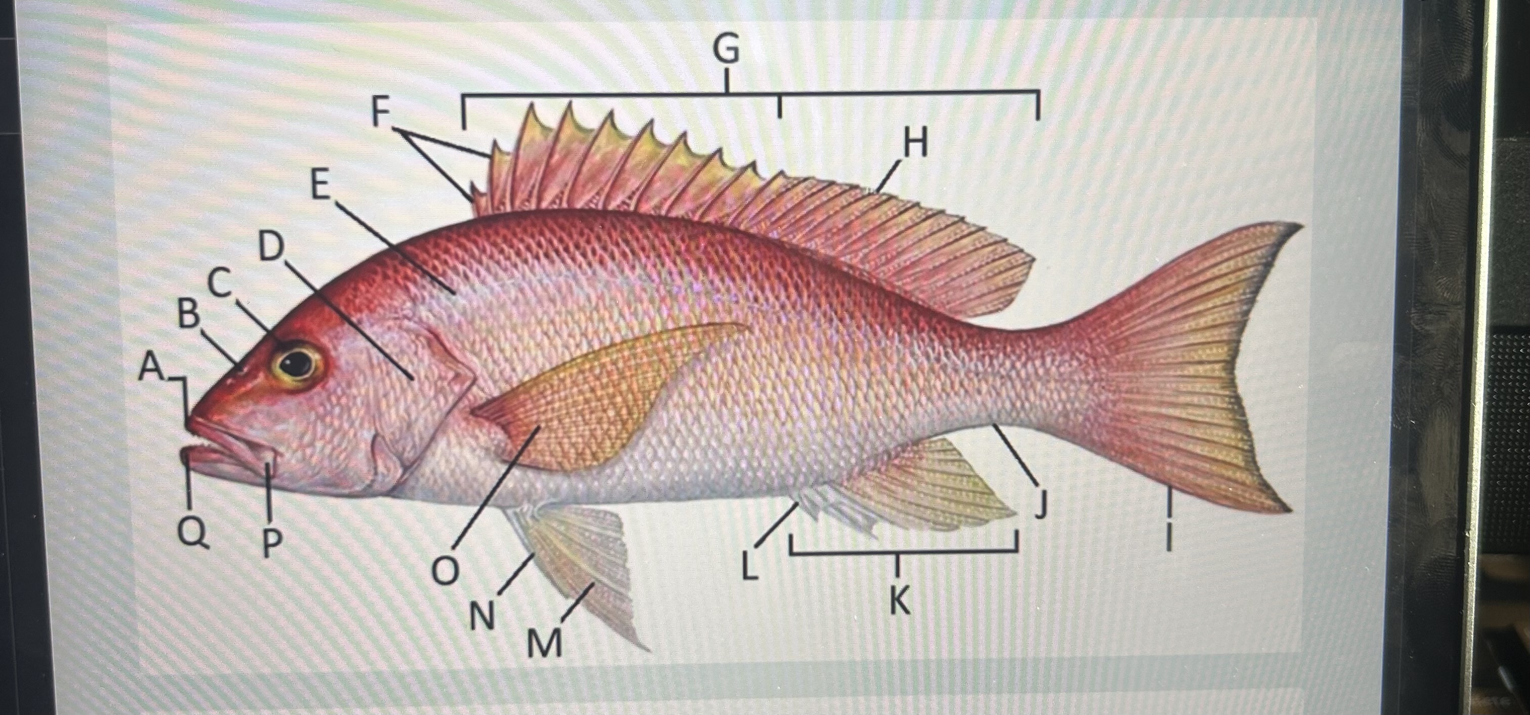 Solved label the yellow eye snapper | Chegg.com