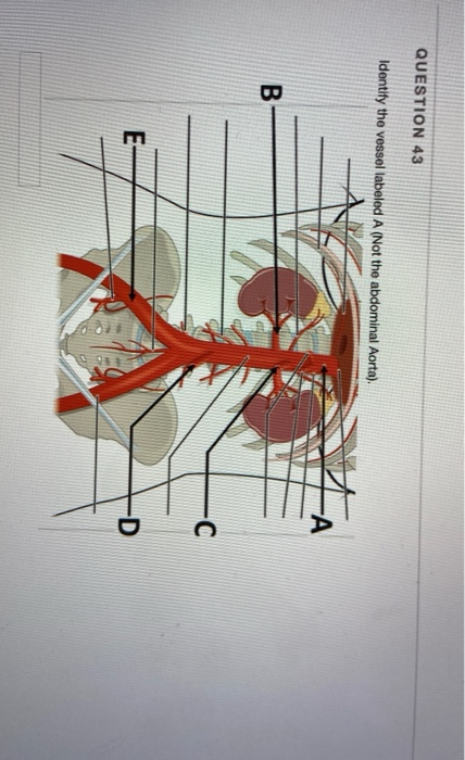 Solved Identify the vessel labeled D. -A B Abdominal | Chegg.com