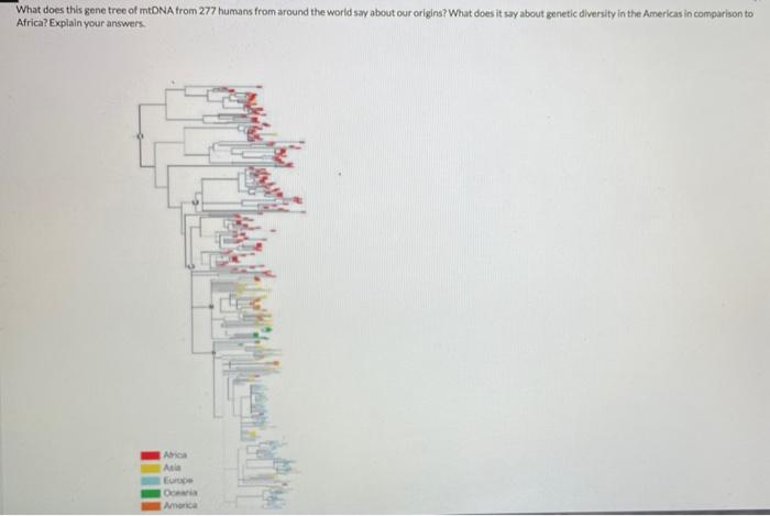 What does this gene tree of mtDNA from 277 humans | Chegg.com