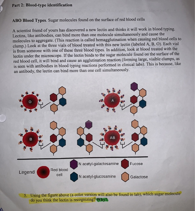 Solved Part 2: Blood-type identification ABO Blood Types. | Chegg.com