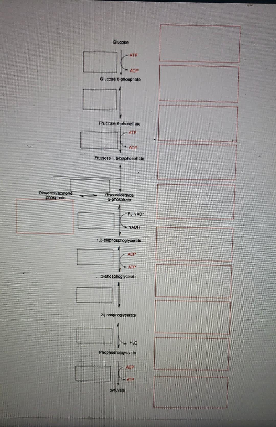 Solved Basic Concepts Worksheet 4.1 Description: Glycolysis | Chegg.com